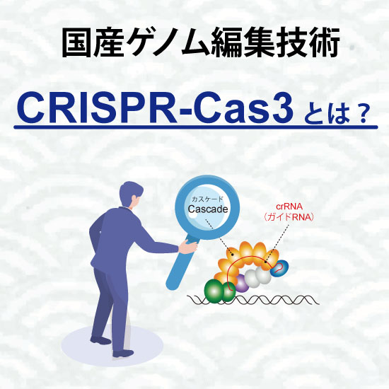 新規ゲノム編集技術「CRISPR-Cas3システム」 | イプロスものづくり