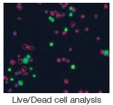 Celleste 6 Image Analysisソフトウエア | サーモフィッシャーサイエンティフィック株式会社／Thermo Fisher ...