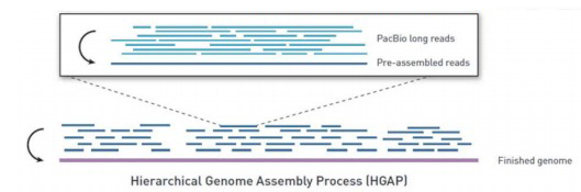 シーケンサー『PacBio RSII/Sequelシステム』 | イプロスものづくり